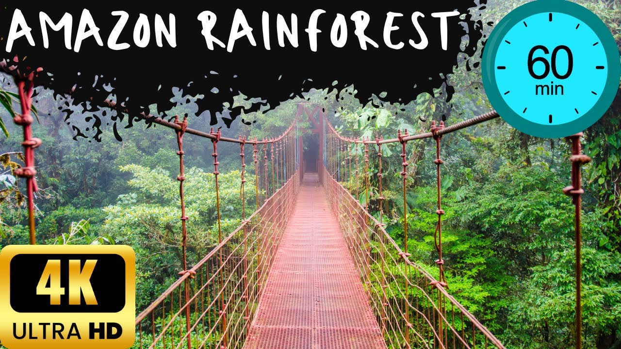 Amazon Rainforest | RELAX | 60 Minute Safari | Chill Relaxing Piano ...