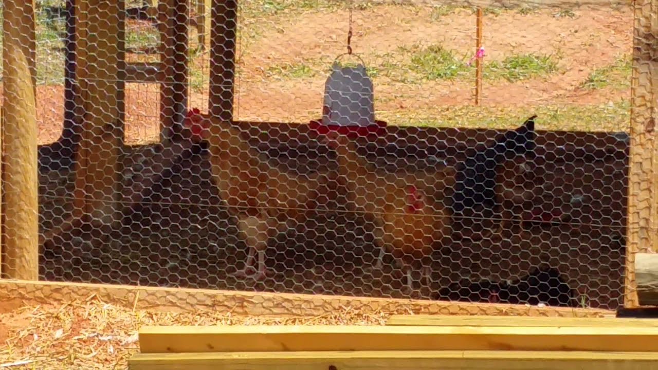 Rooster in training! - YouTube