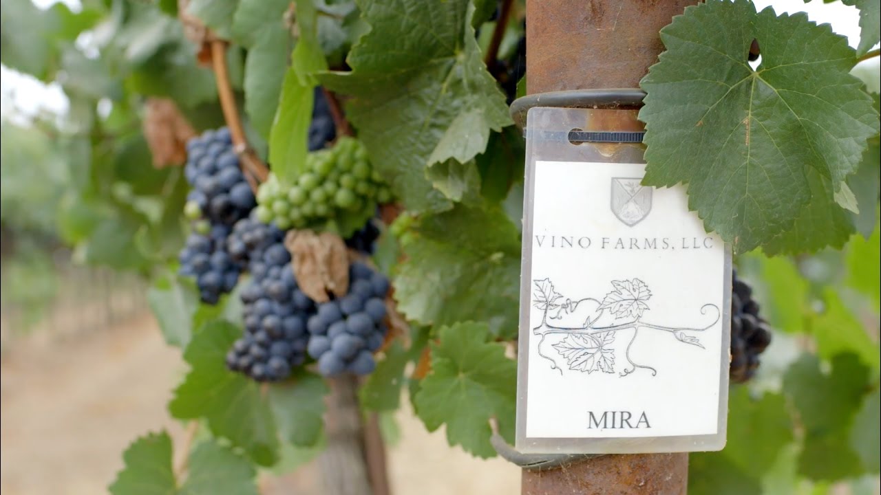 The "Miracle" of Mira – Our Story - YouTube