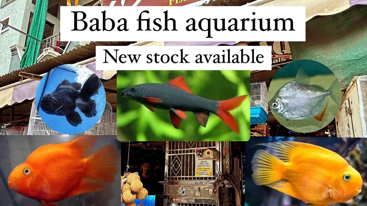 new stock,🤩 fighter, non-fighter fish available baba fish, aquarium ...