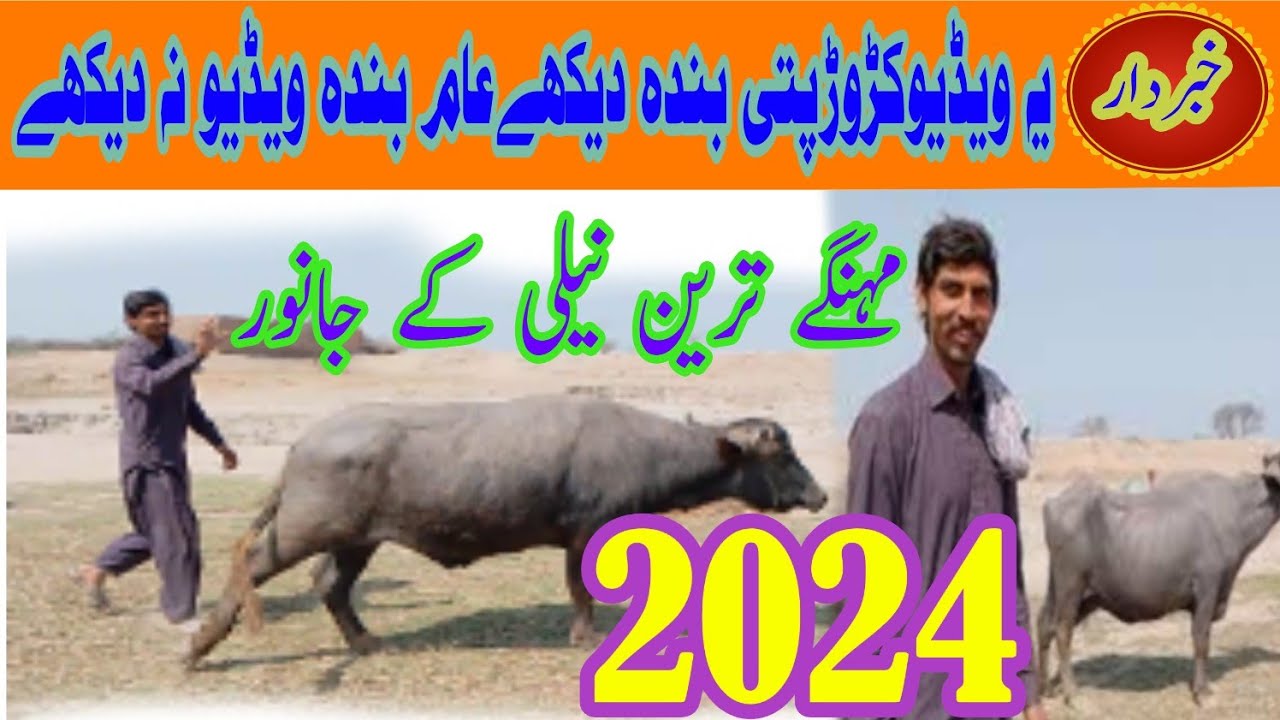 mahange viral animals in pakistan || black beans neeli Ravi female ...