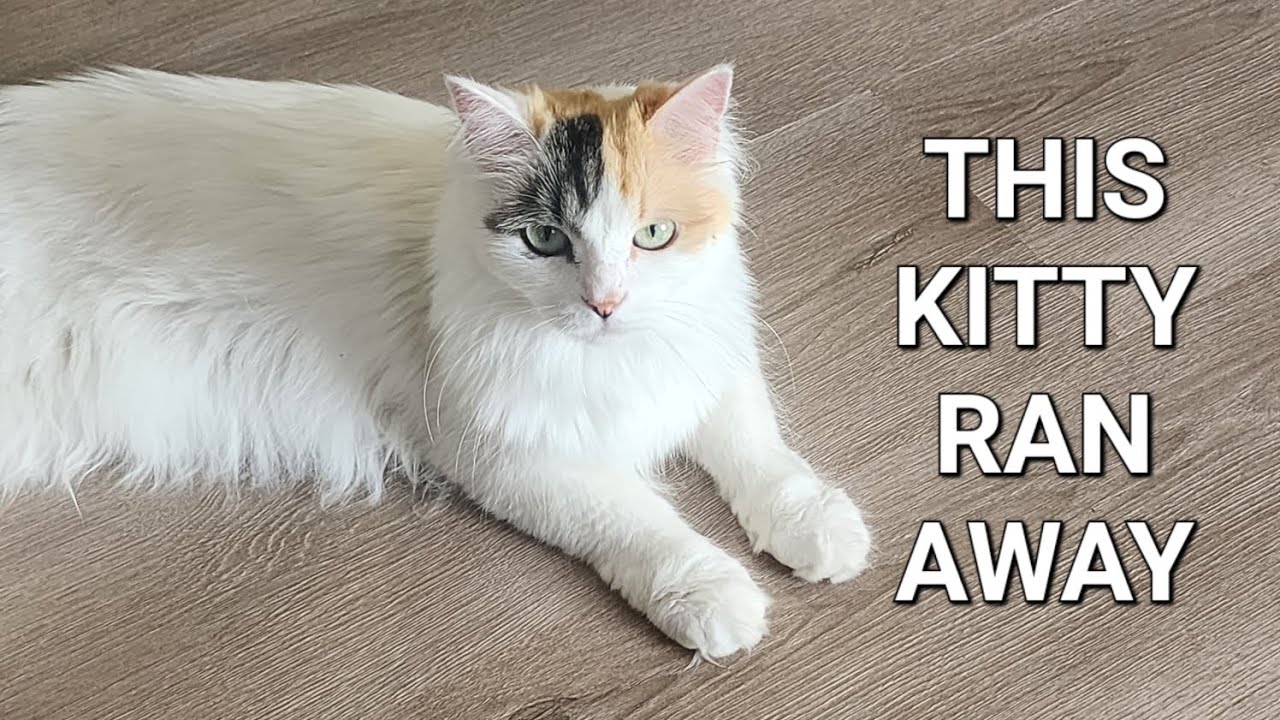Runaway kitty drama! - YouTube