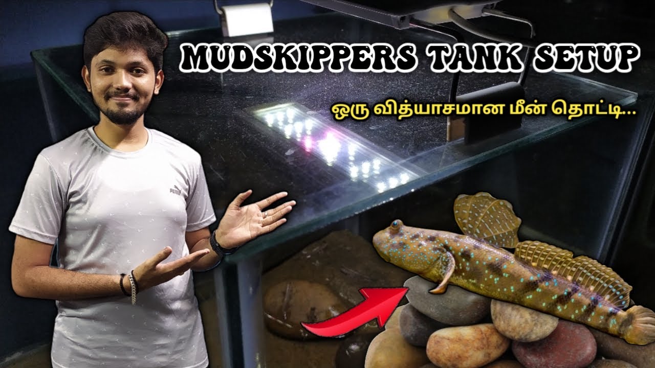 தண்ணி இல்லாமல் மீன் வளர்க்கலாமா?...வாங்க பார்க்கலாம் 🤯 | Mudskipper ...