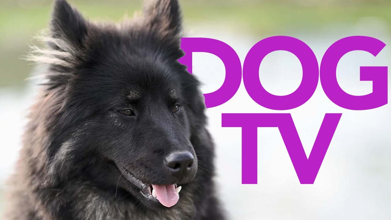 TV for Dogs | Interactive Video For Dogs to Watch | 20 Hours of Petflix ...