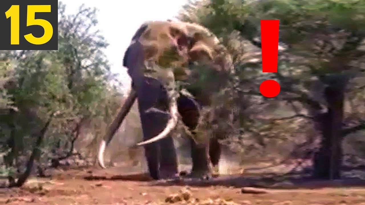 15 EPIC Beasts of Nature - YouTube