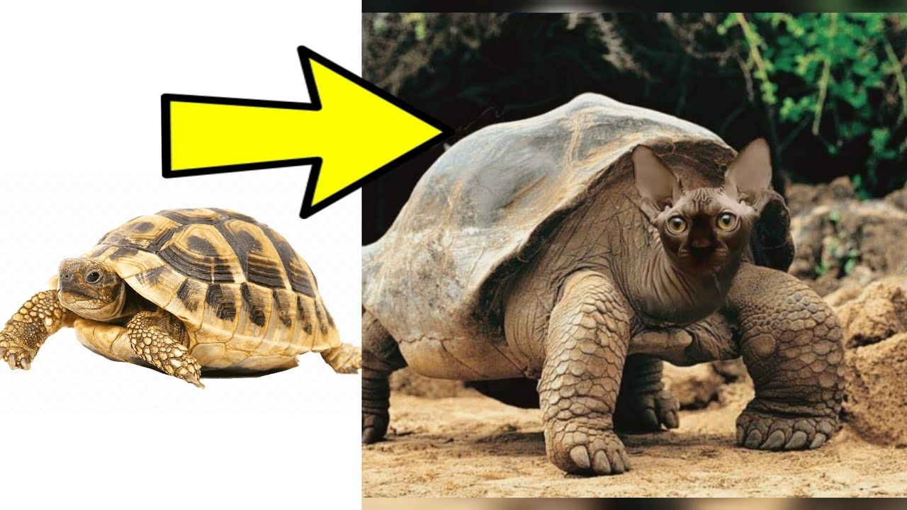 TURTLE ANIMALS TRANSFORMATION .Cat,Dog,Parrot, Dinosaurs, Walrus ...