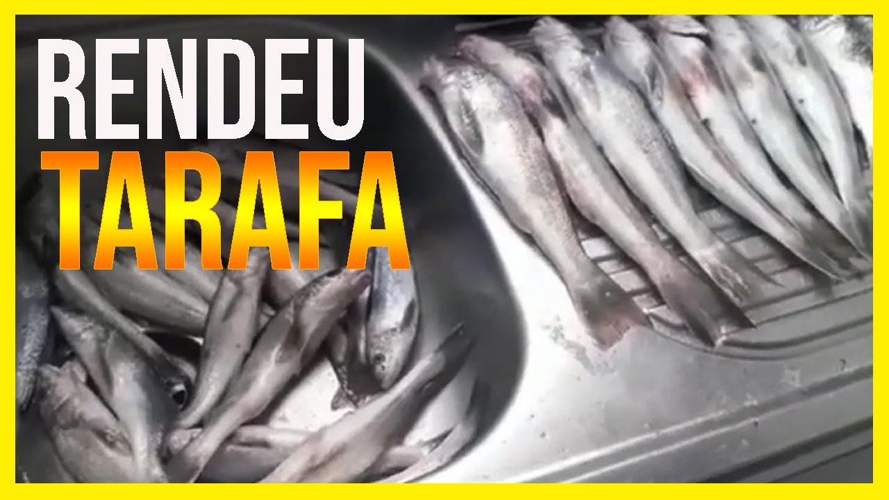 Resultado Pescaria Papa Terra com Tarrafa - YouTube
