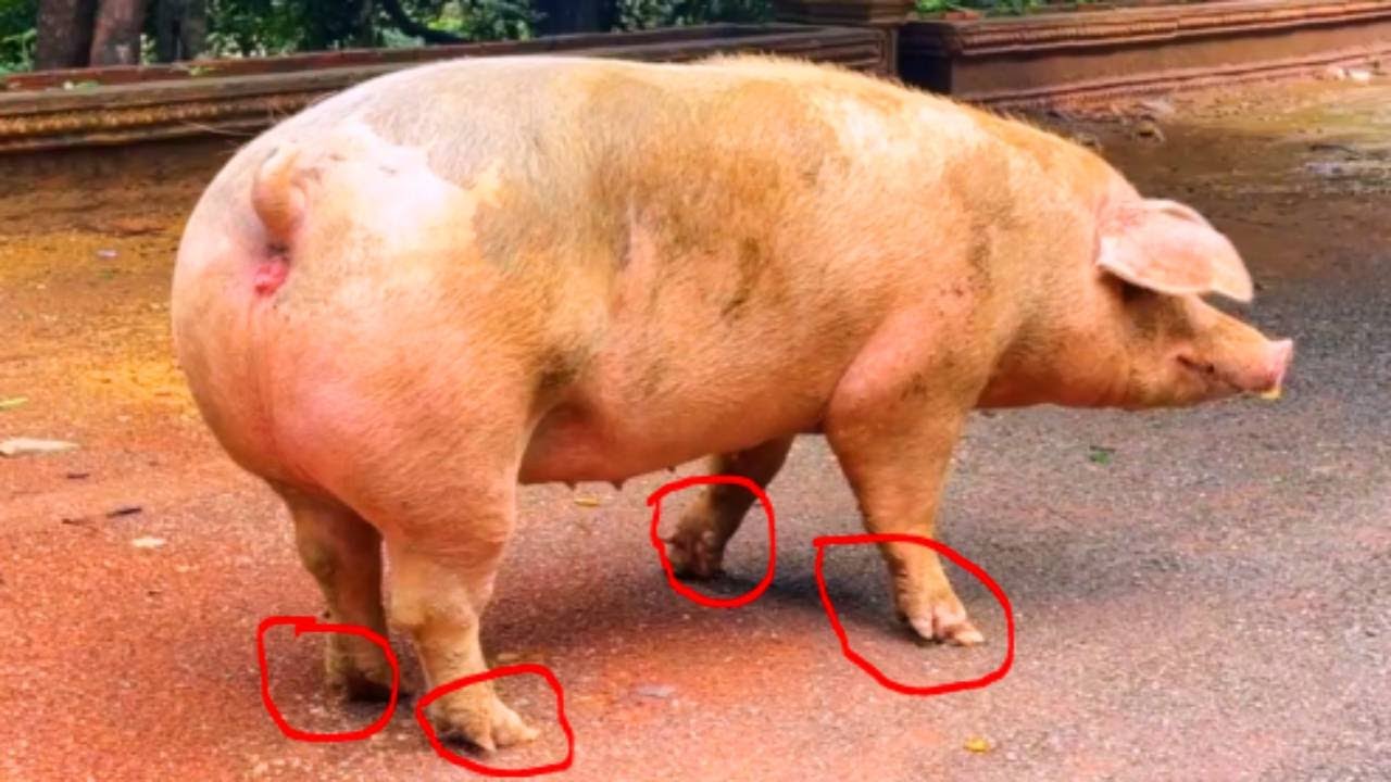 You Won't Believe This Pig's Massive 18 Toenails! - YouTube