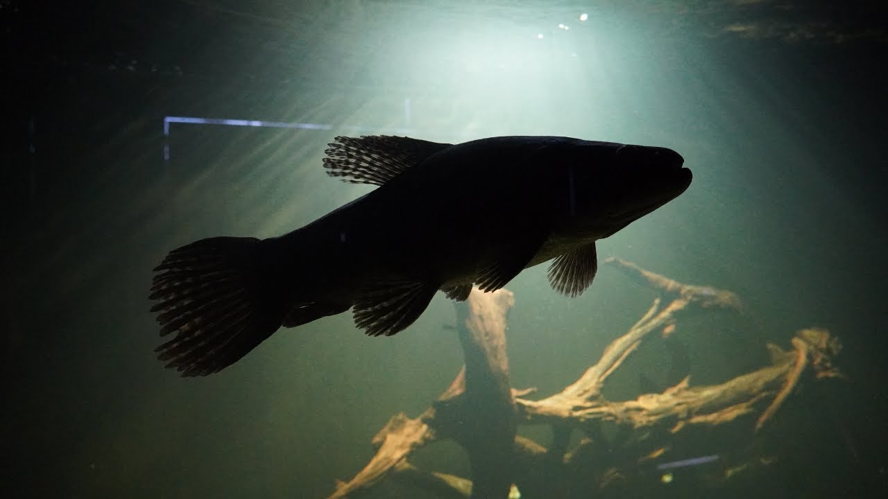 Aimara wolf fish in slow motion... - YouTube