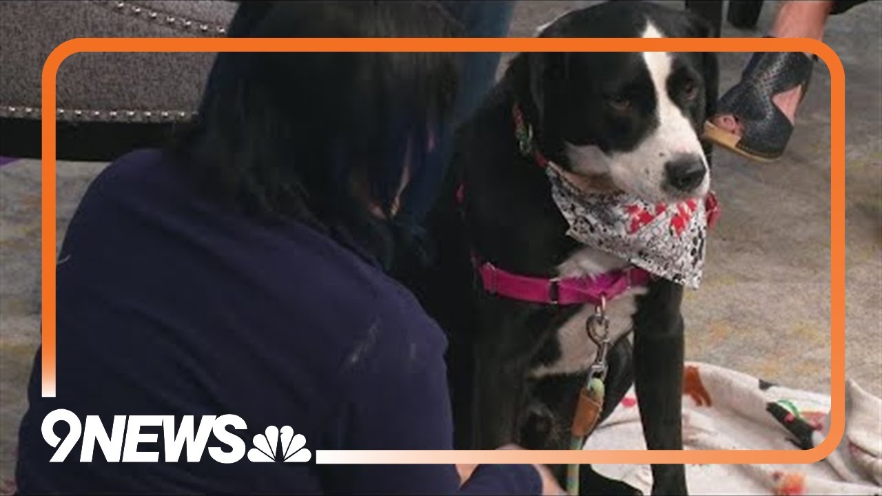 Taz, a sweet pup who's already crate and house trained, is looking for ...