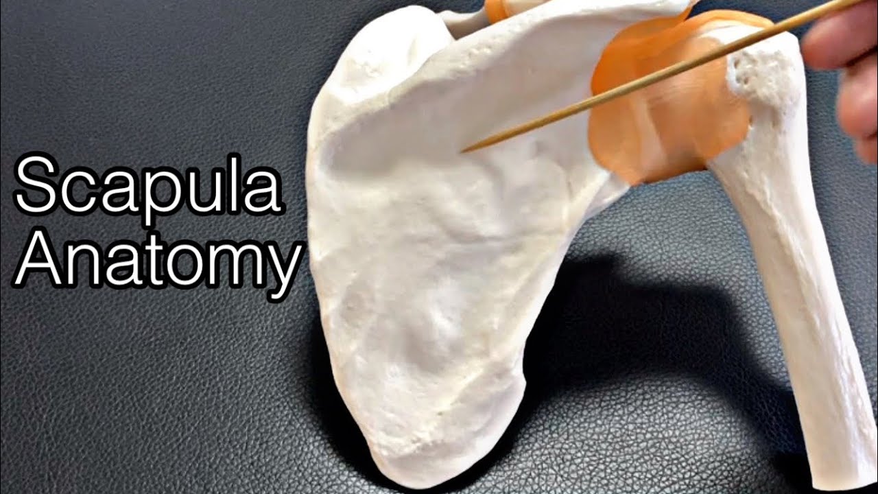 Anatomy of scapula: everything you need to know (English) - YouTube