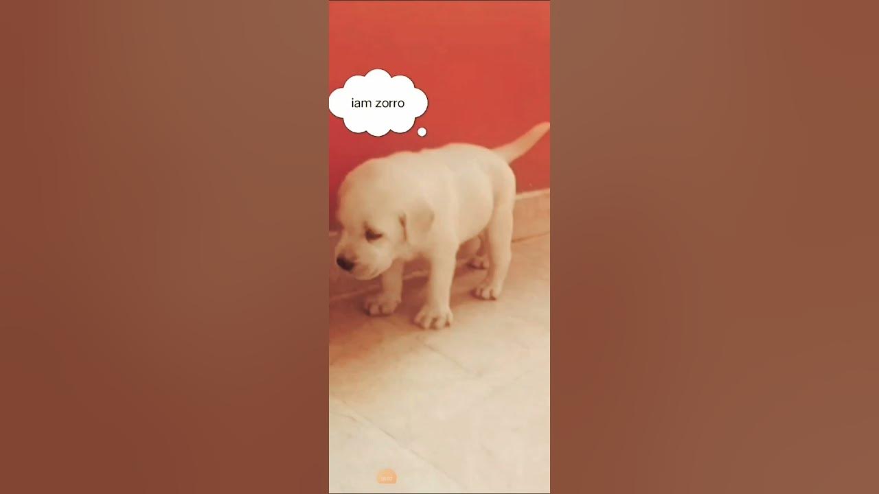 small-to-big-youtube