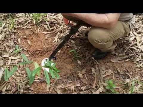 Ouro selvagem, na mata da onça 