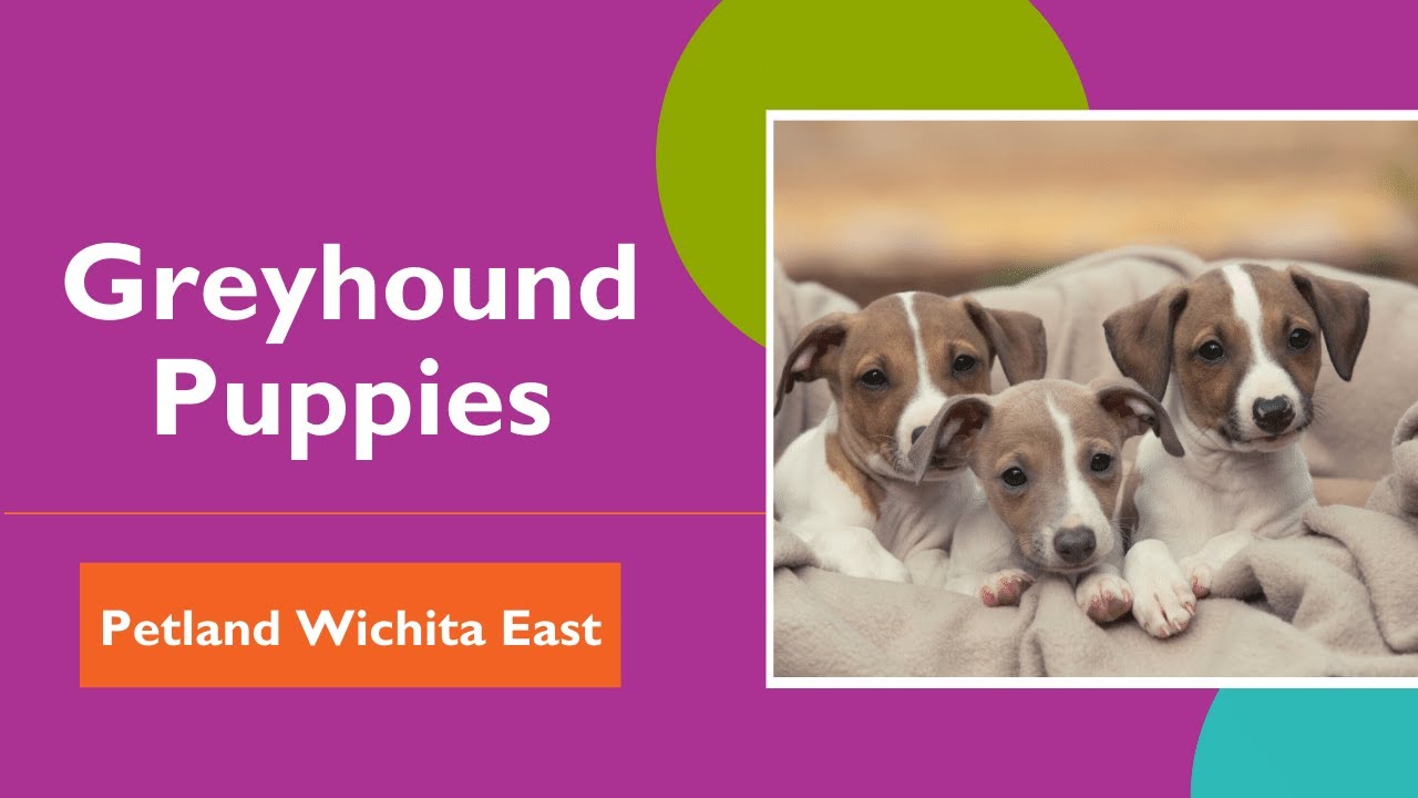Paw-dy Amazing Facts About Greyhounds That Will Make You Howl - YouTube