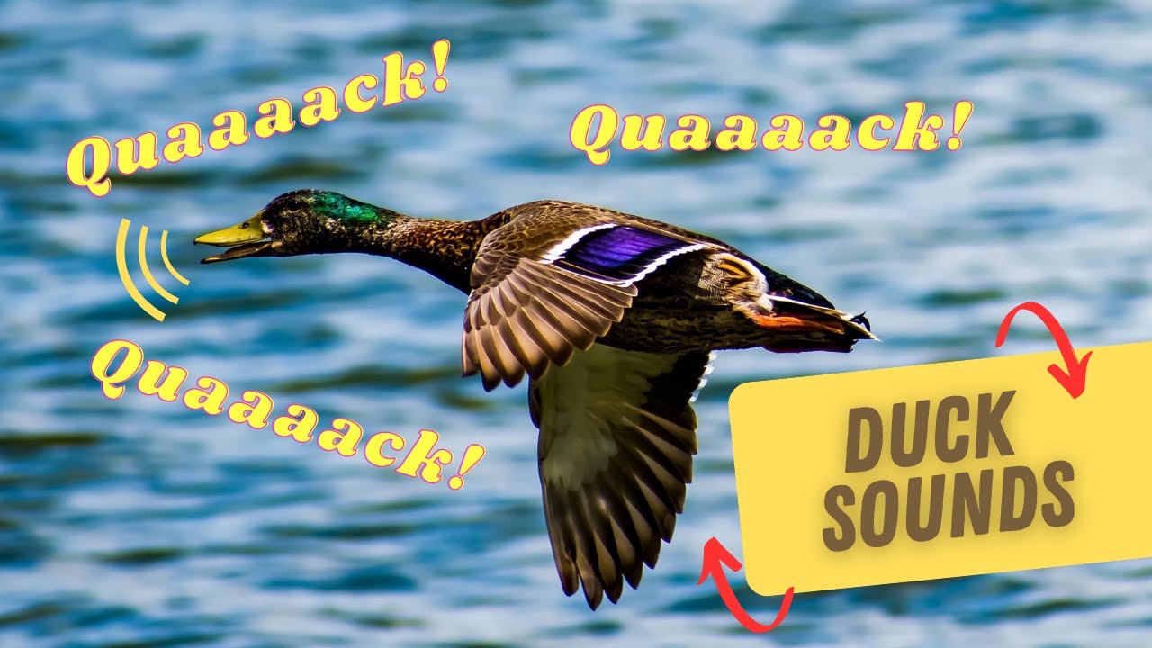 Duck Sounds | Quacking sounds & water ambience sounds (QUAAAACK!) - YouTube
