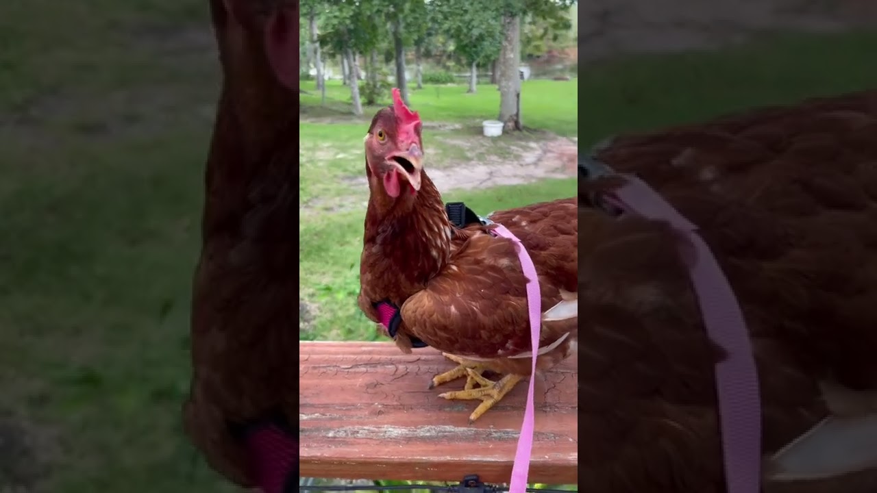 Taking Pecky for a Walk #chicken #chickenharness #lookup - YouTube