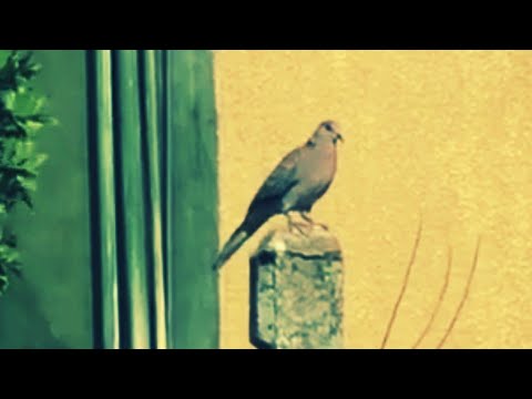 #mourning #dove_song/coo/ calls/sounds/ Cooing bird - YouTube