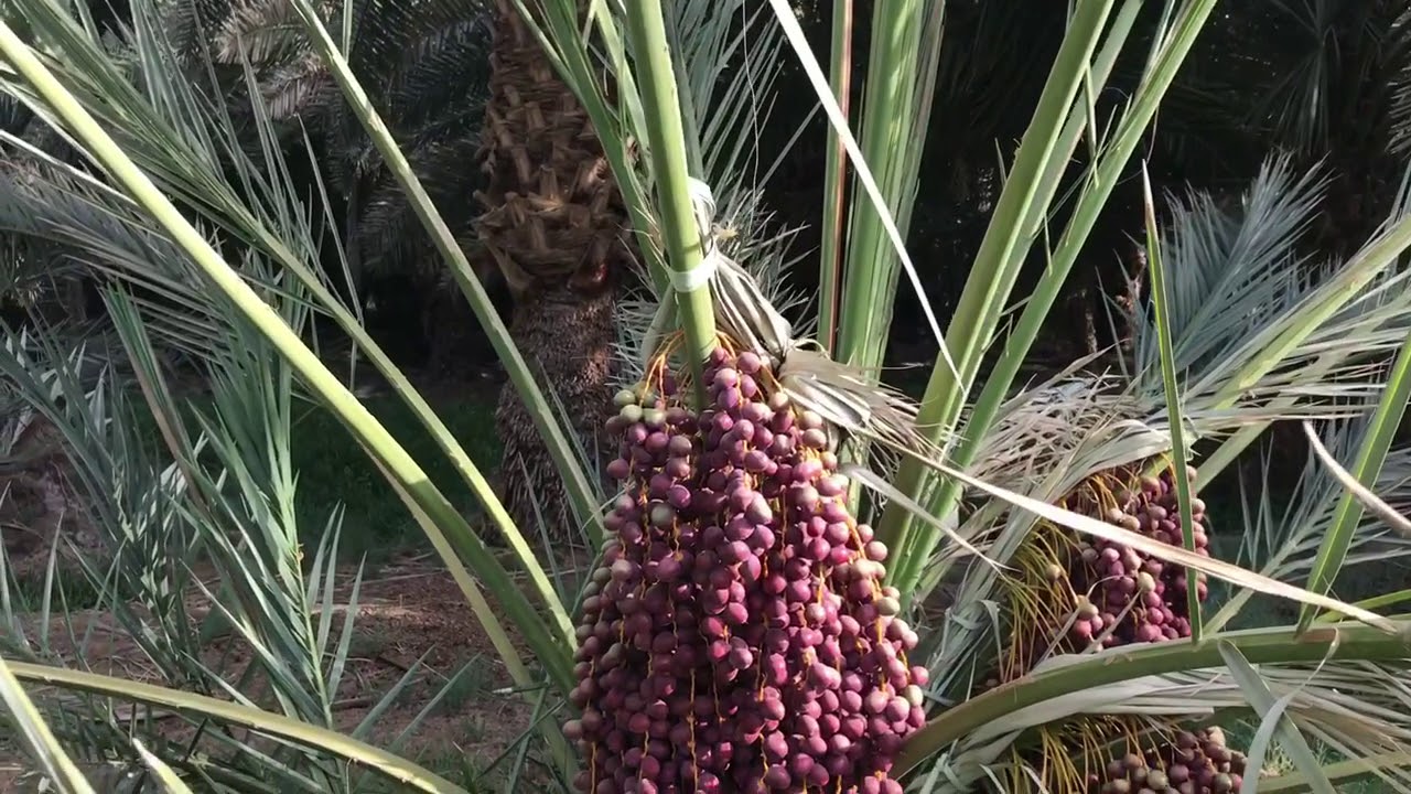 التعريف بنخلة عجوة المدينة وبتمر عجوة المدينة - Ajwa palm&Ajwa Dates-م ...