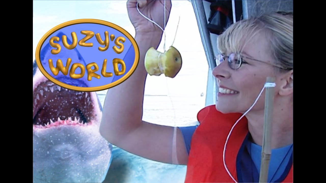 How do you get a shark's attention? - Suzy's World - YouTube