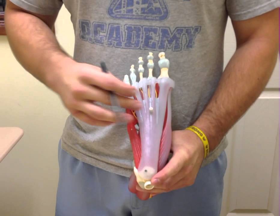 Foot Model - Anatomy Lecture for Medical Students - USMLE Step 1 - YouTube