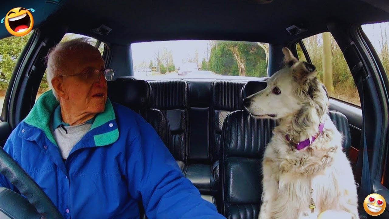 Funny DOGS are here to MAKE YOU LAUGH 🐶 Laugh Till You Cry With These ...