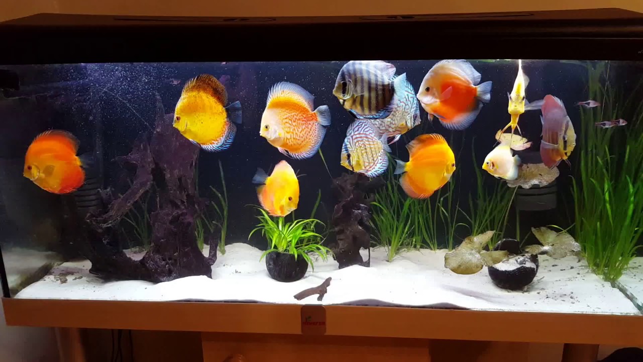 Paletki, Dyskowce, Discus - 240l - YouTube