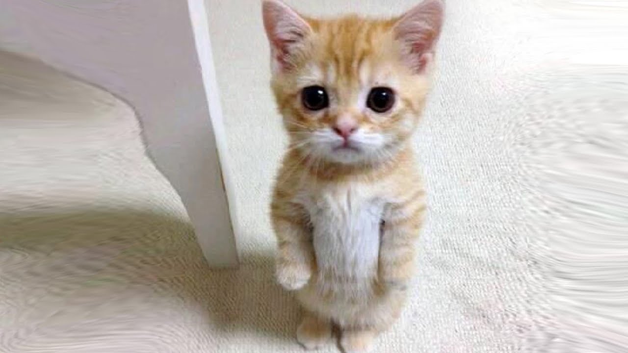 Clueless Cats Enjoying Life | Funny & Cute Kitty Compilation - YouTube