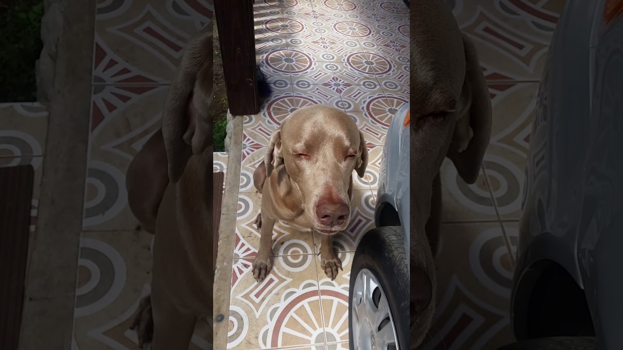 Perros regañado. - YouTube