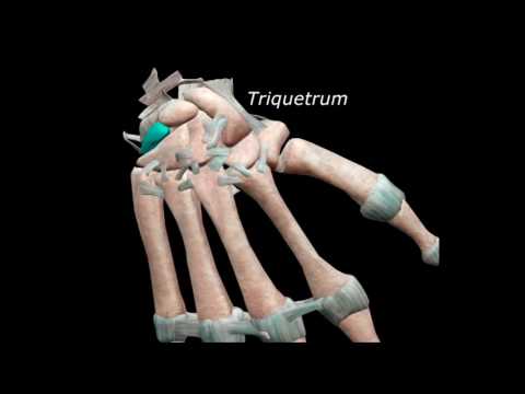 Anatomie squelette main 3D - YouTube