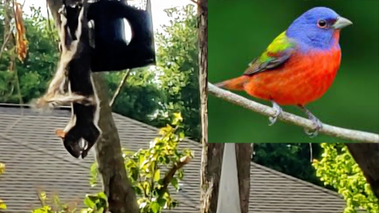 Batman The Squirrel & Picasso The Painted Bunting - YouTube