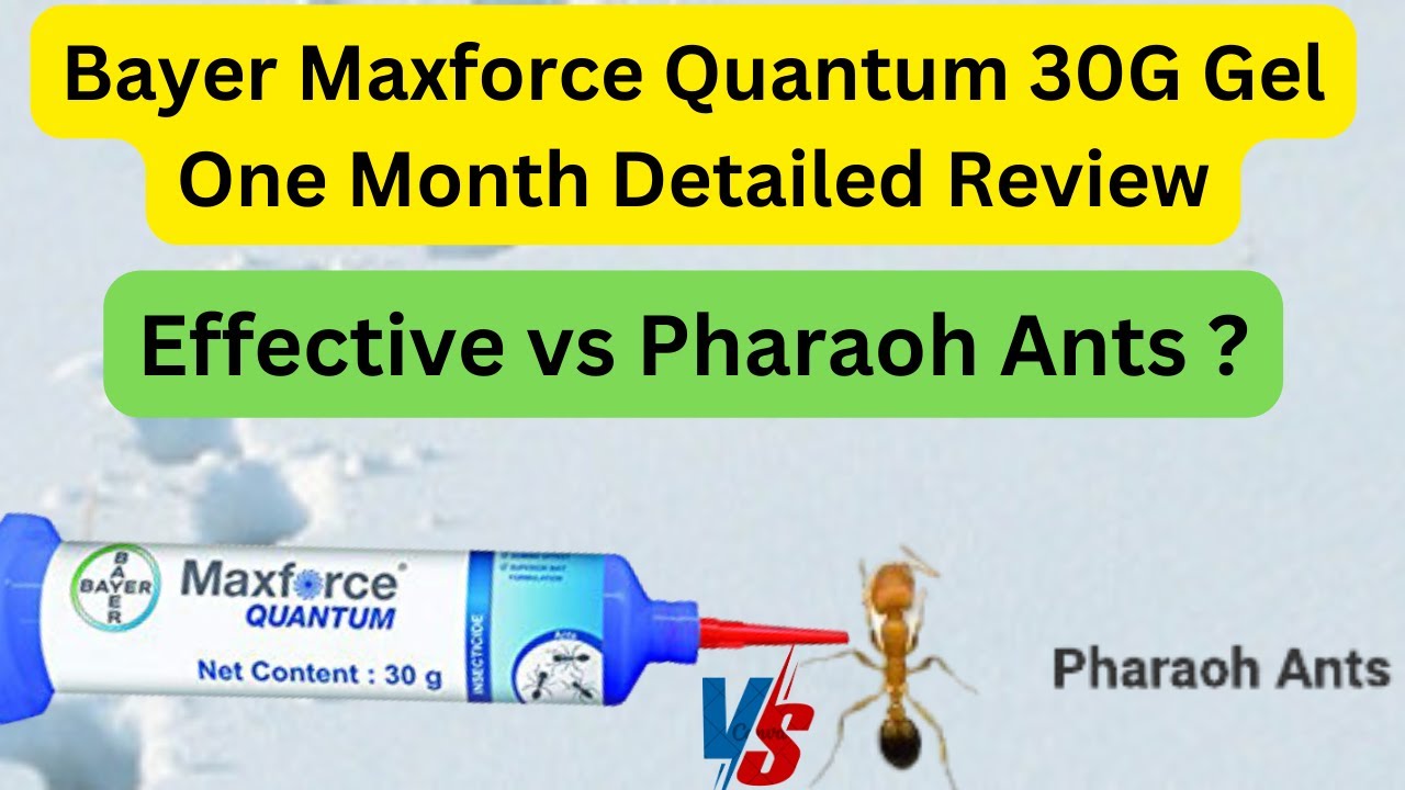 Bayer Maxforce Quantum AntGel 1 Month Review - YouTube