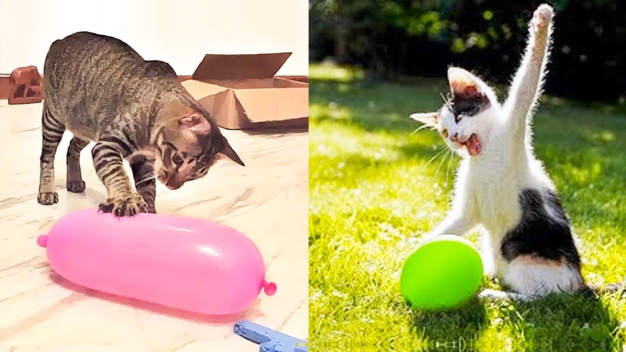 LOL 😹 Funniest Dogs and Cats Compilation - Funny Pets Videos 😁 - YouTube