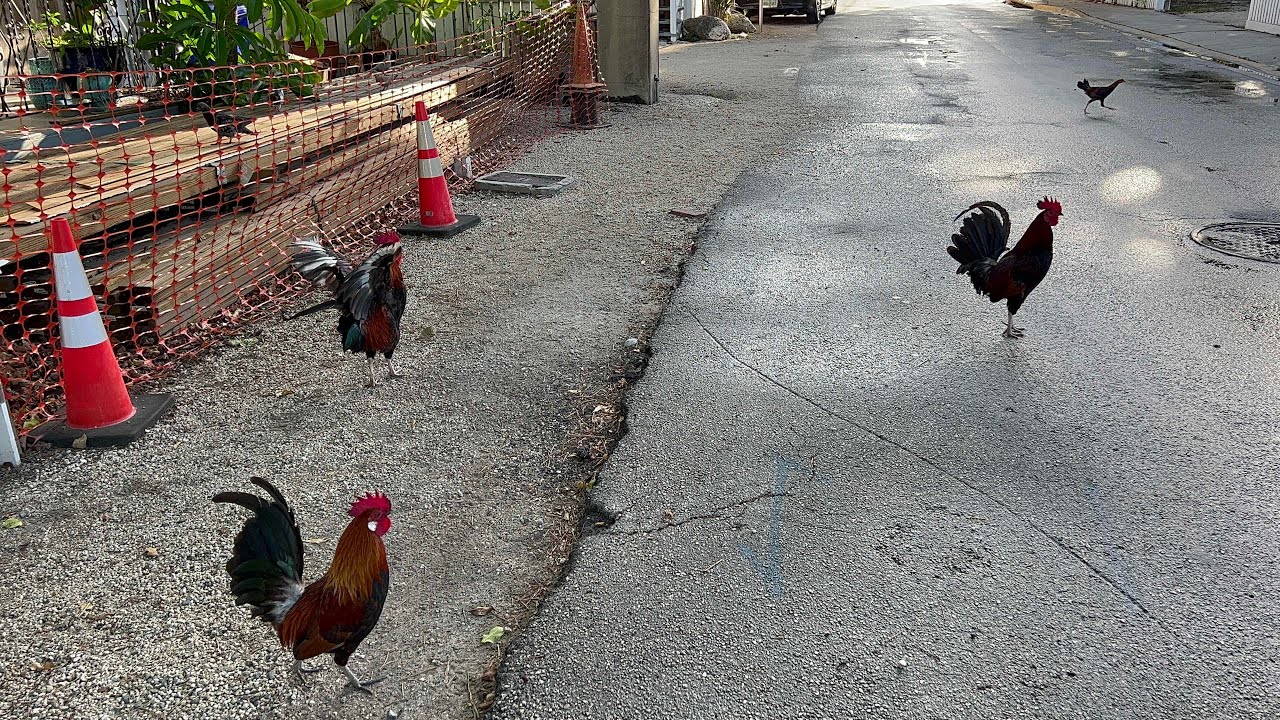 Wild Chickens in Key West : Random Early Morning Scene - YouTube