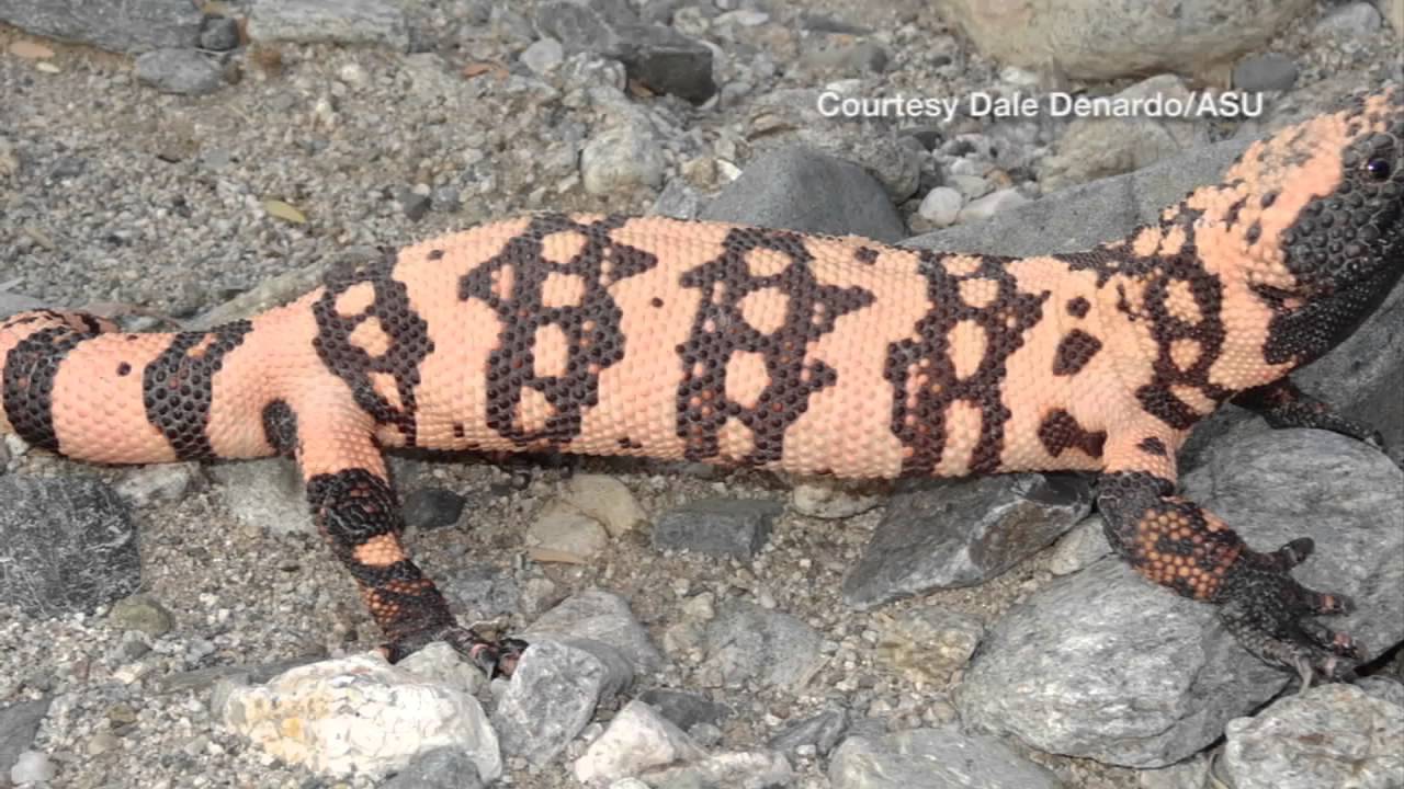 ASU researcher crowdfunding to study Gila Monsters genomes - YouTube