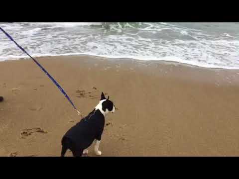 First time of Duda at the beach - YouTube