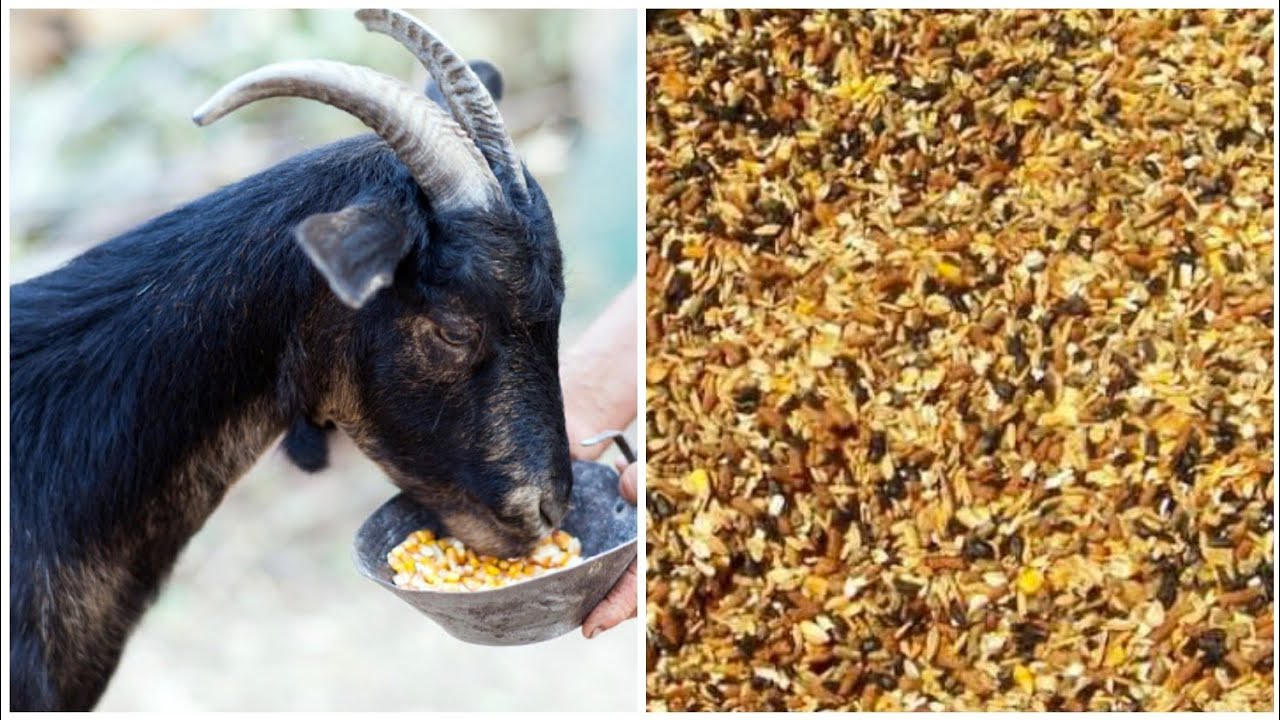Worlds Best Goat Feed at lowest price deliver in asansol = goat farm in ...