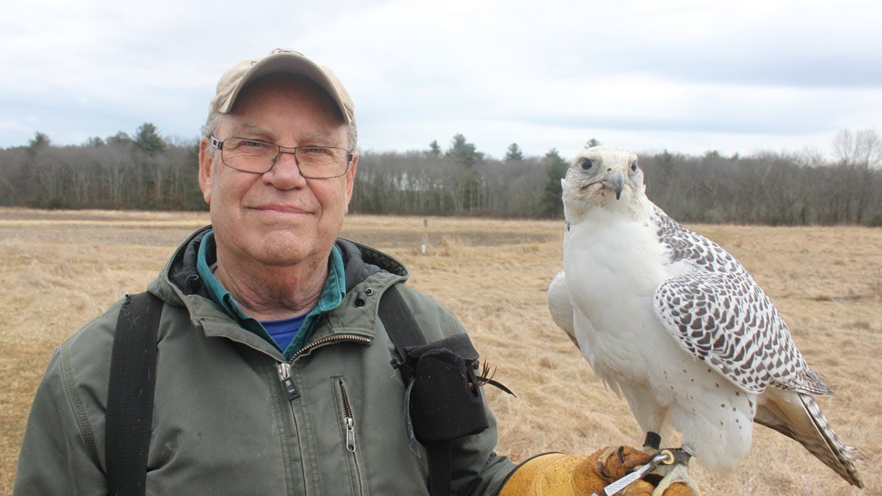 Falconry - YouTube