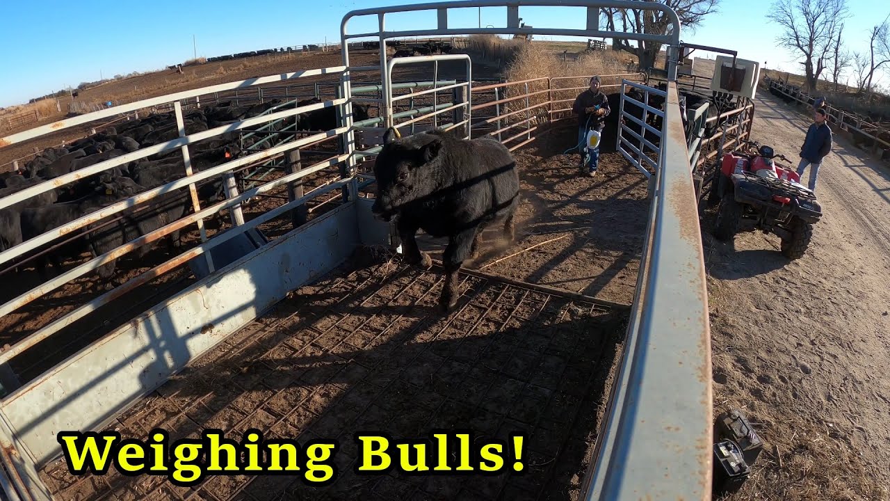 Weighing Bulls! - YouTube