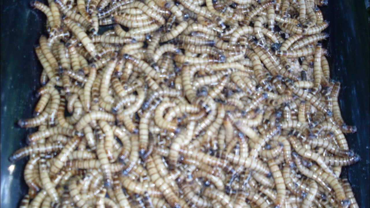 Superworms Breeding easier than you think - YouTube