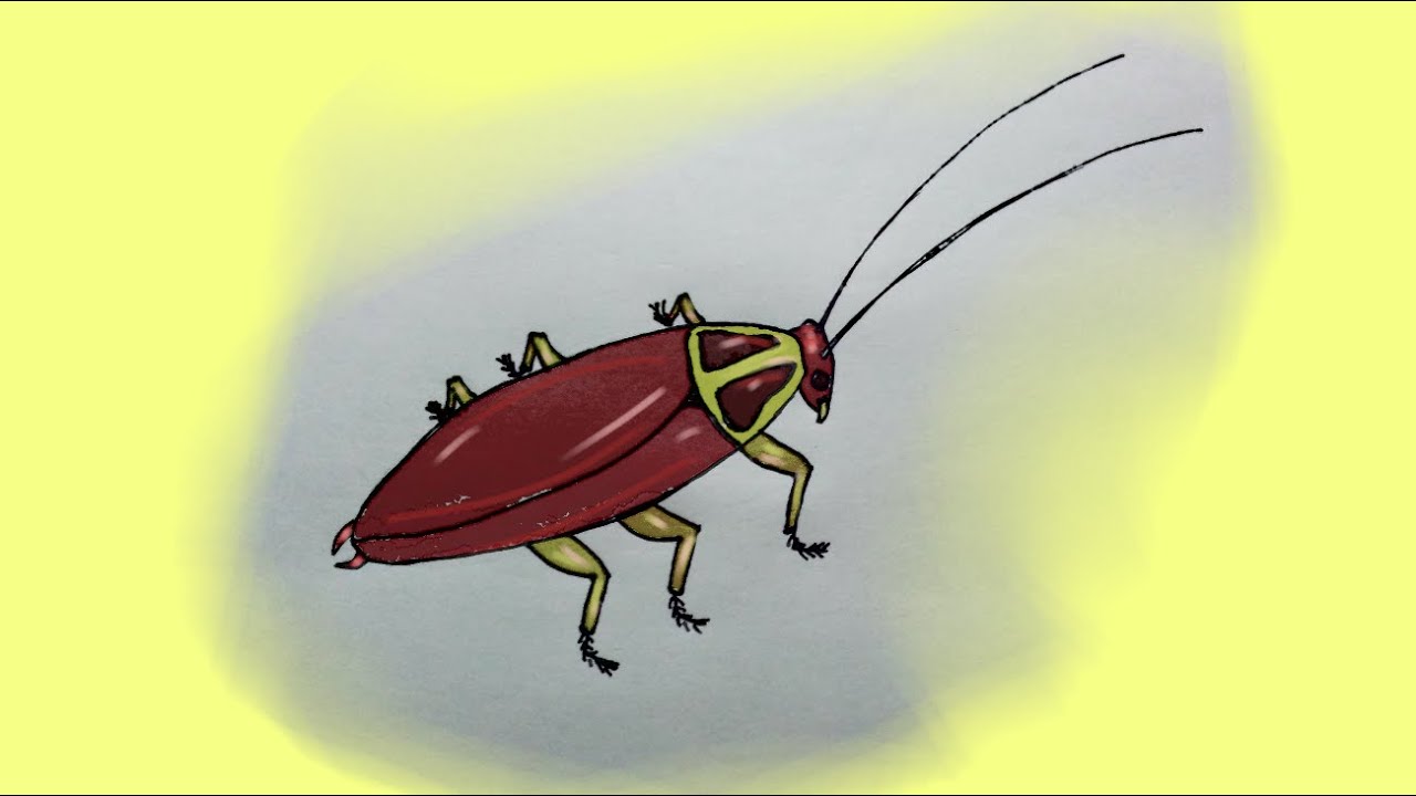 TUTORIAL Como dibujar una cucaracha fácil - YouTube