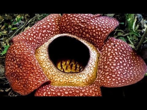 |Amazing Facts About the Rafflesia Arnoldii||Uncover the Secrets of the ...
