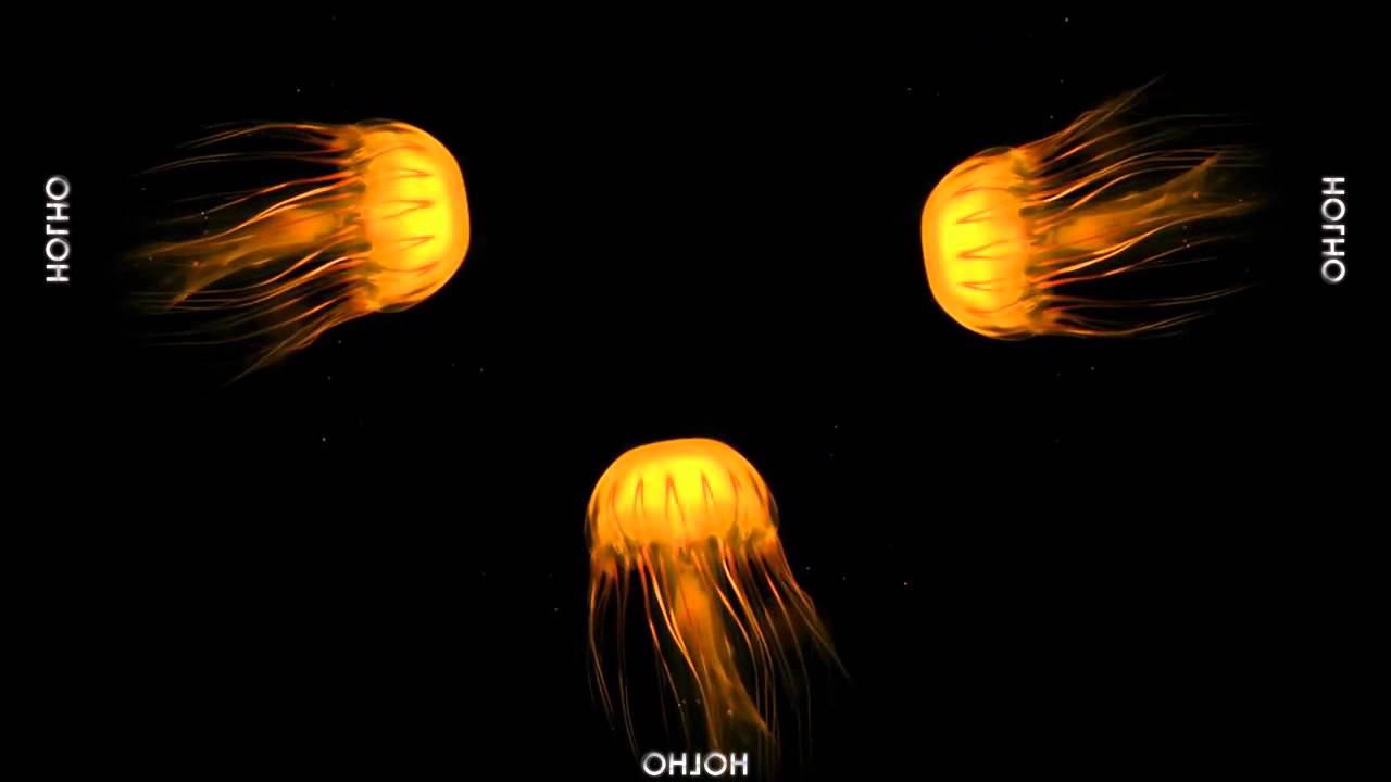 HOLOGRAM - HOLHO Collection: Amazing Jellyfish subject for HOLHO 3 ...