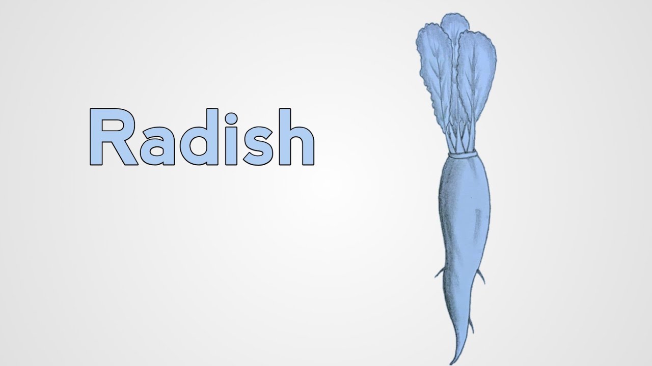 How To Draw Radish Pencil Sketch Step By Step (Very Easy) Drawing Video ...