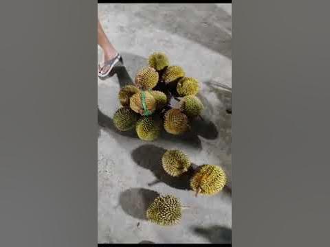 durian buah berduri yang eunaak ya - YouTube