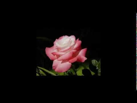 Dinleme Rekoru Kıran İlahi 2013