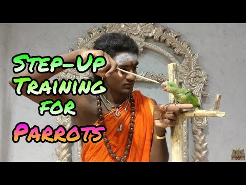 Step-Up Training for Parrots and Birds - YouTube