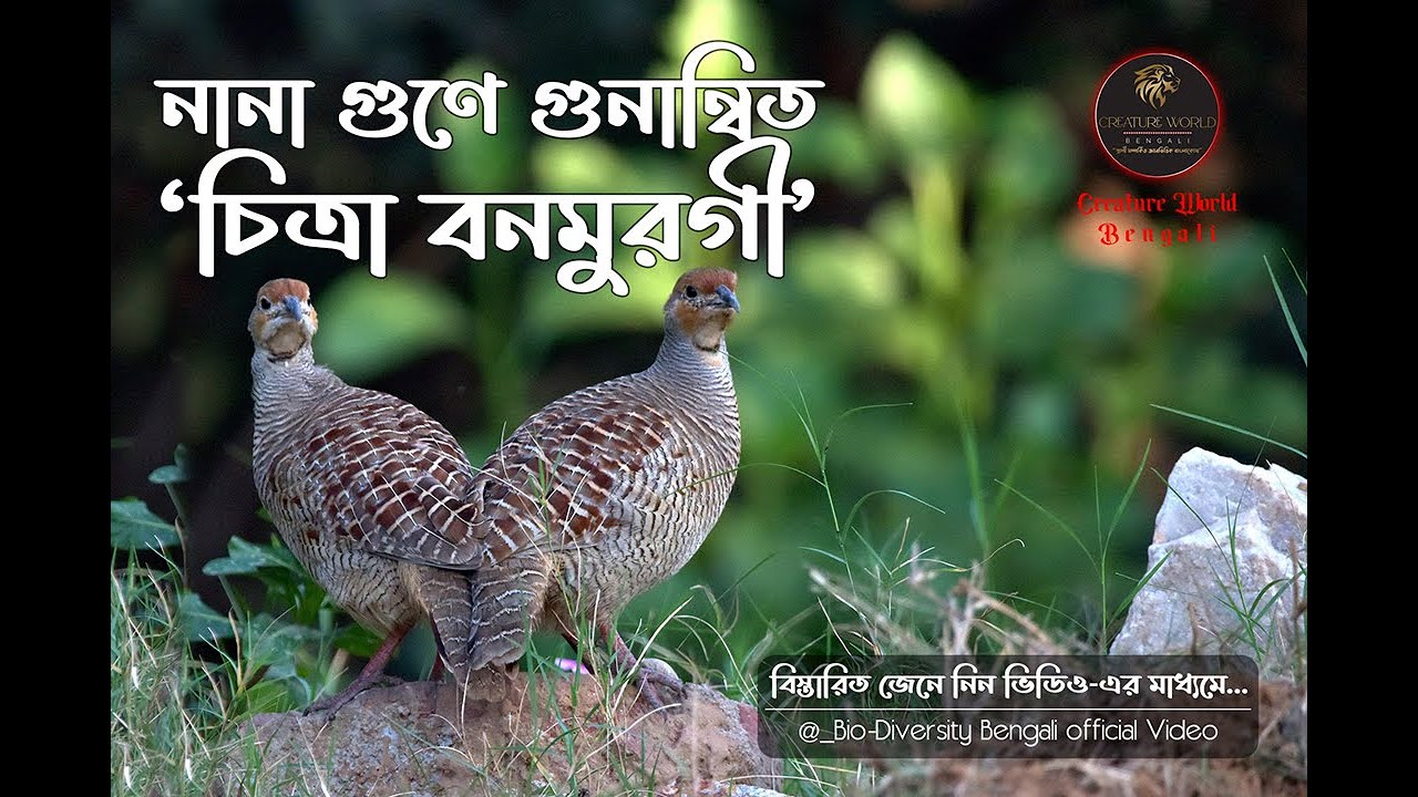 সুন্দর ও চতুর এক পাখি চিত্রা বনমুরগি! 😯l Painted Spurfowl l Creature World Bengali l No Voice ...