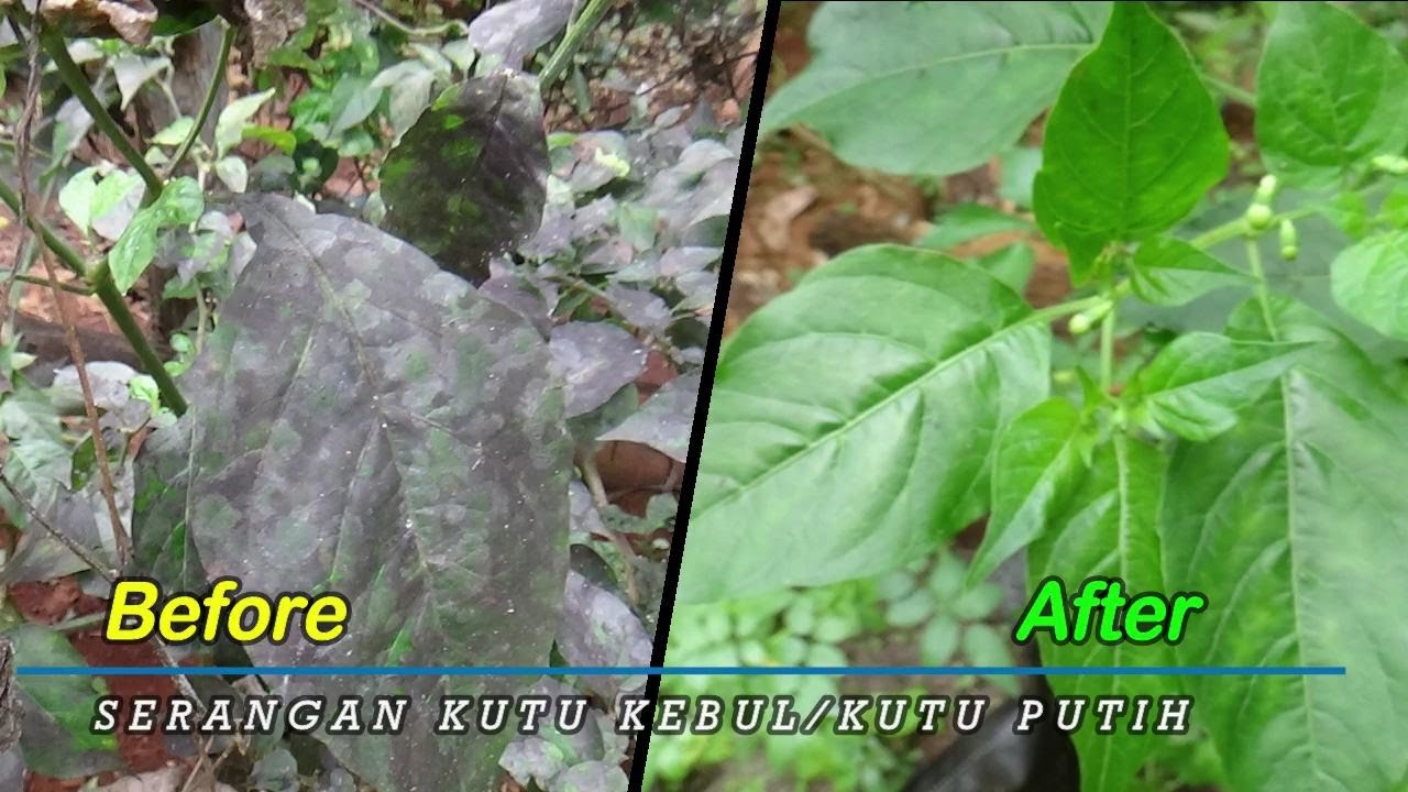 Begini Cara Pengendalian Kutu Kebul atau Kutu Putih Pada Cabai Sampai ...
