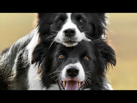 Dogs helping each other.... 😊👍 - YouTube