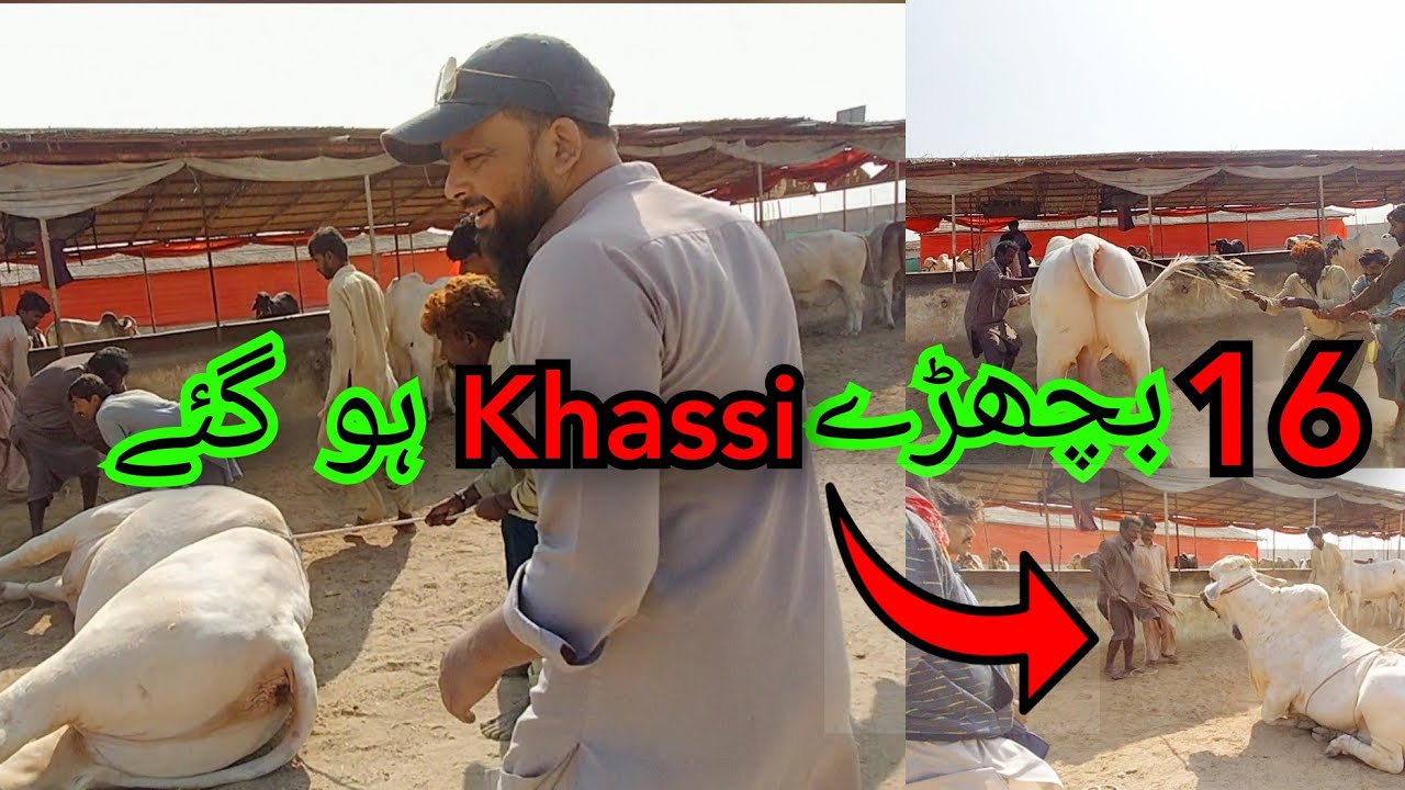 16 Bulls Are Being Castrated By Doctor || Bachray Hogaye Khassi ...